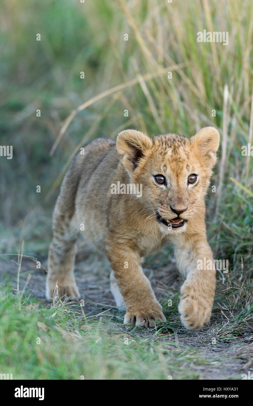 Lion cub running hi-res stock photography and images - Alamy