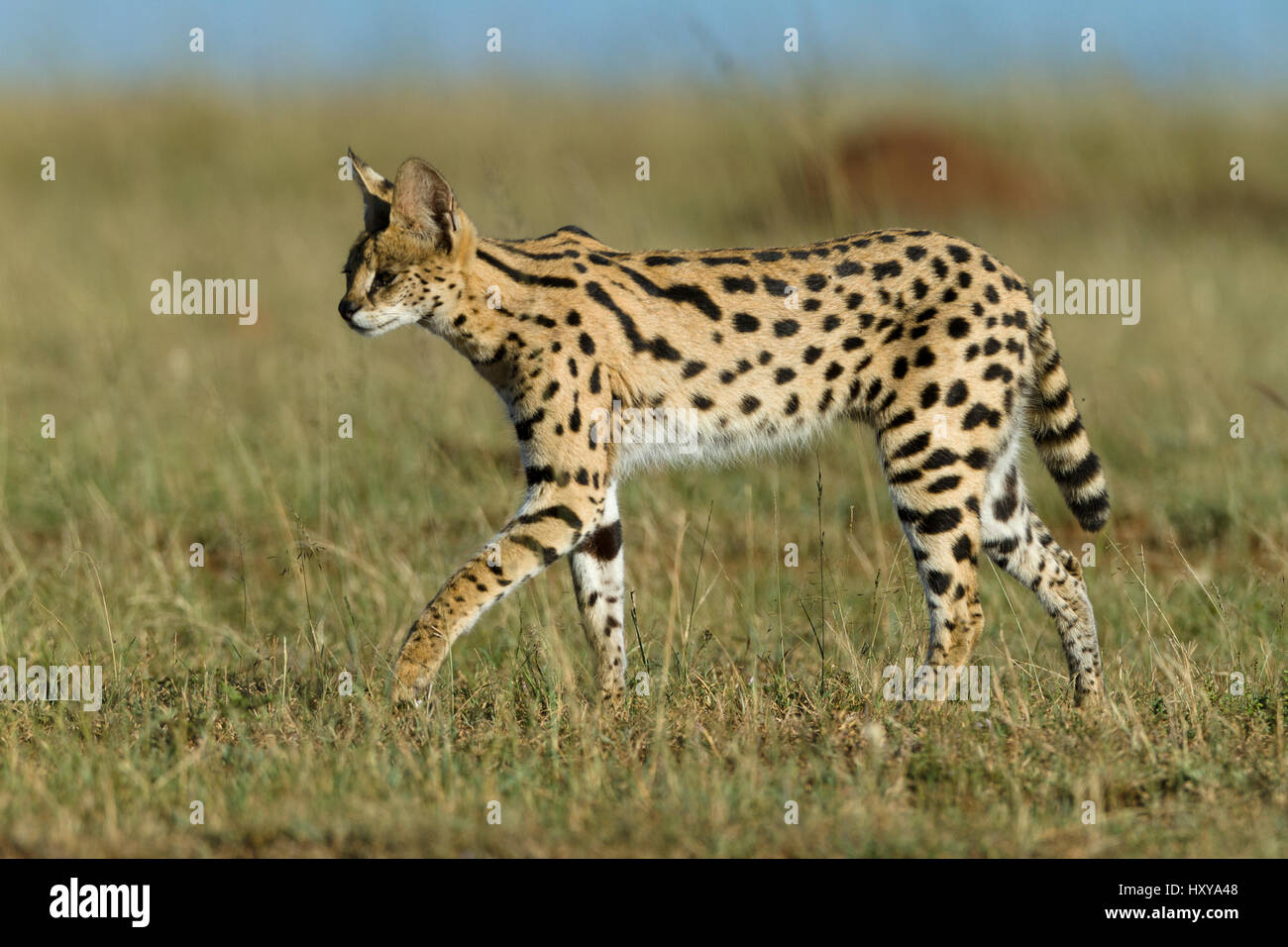 Serval cat (Felis serval) Masai-Mara Game Reserve, Kenya Stock Photo ...