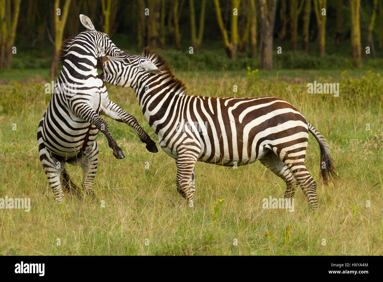 Boehms zebra hi-res stock photography and images - Alamy