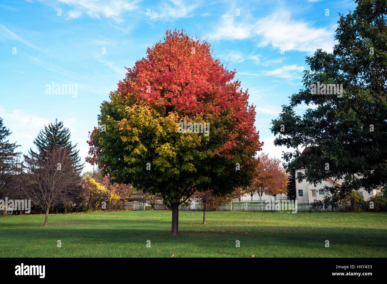 Bright colorful tree hi-res stock photography and images - Alamy