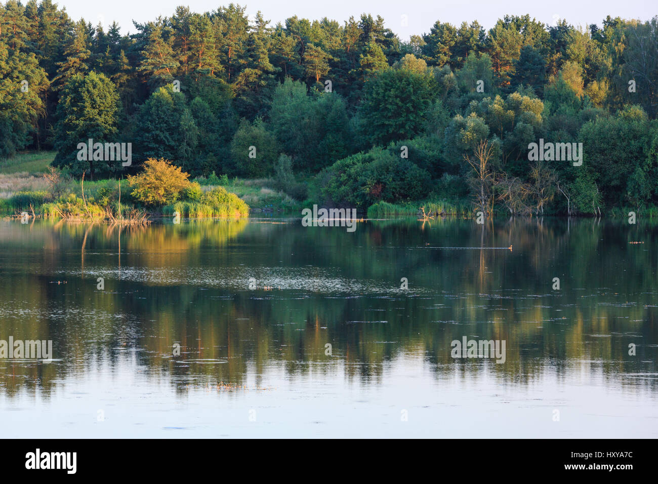 Evening summer lake landscape with plants reflections on water surface ...
