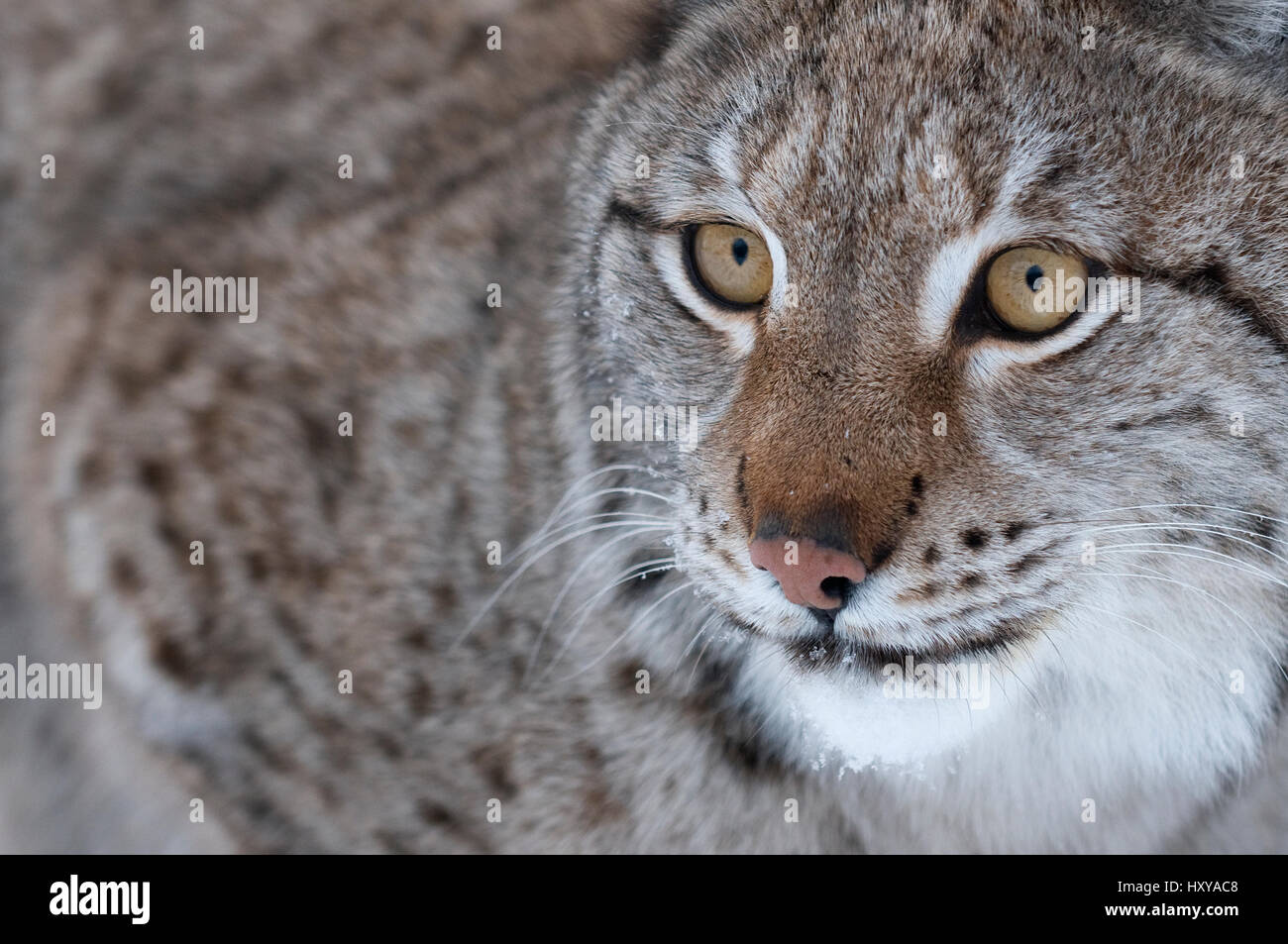 Portrait of a European lynx (Lynx lynx), captive, Norway, February ...