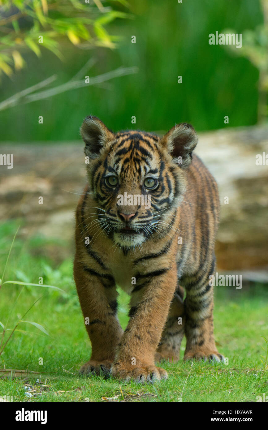 Walking sumatran tiger panthera tigris hi-res stock photography and images - Alamy