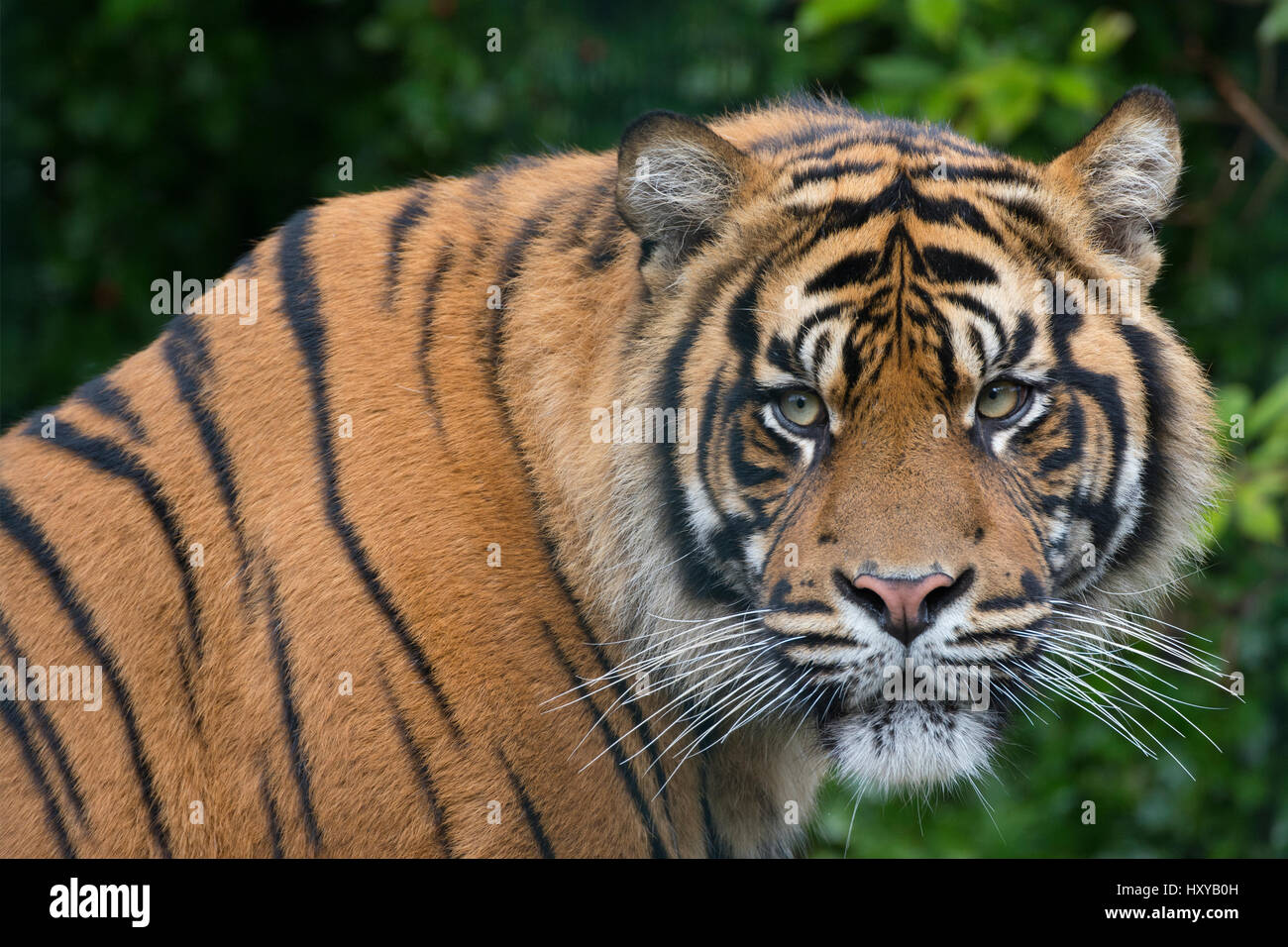 Sumatran tiger (Panthera tigris sumatrae), captive, native to Sumatra ...