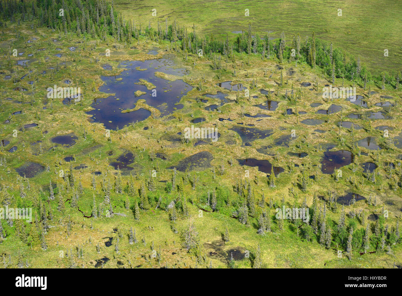 Aerial view of peat bogs and taiga boreal forest, Sjaunja Bird ...