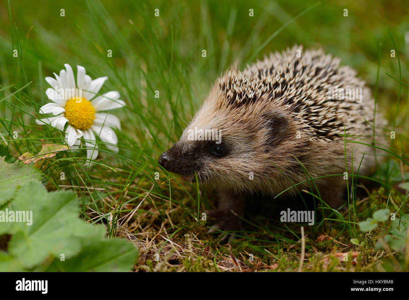 European hedgehog (Erinaceus europaeus) orphan, Jarfalla, Sweden ...