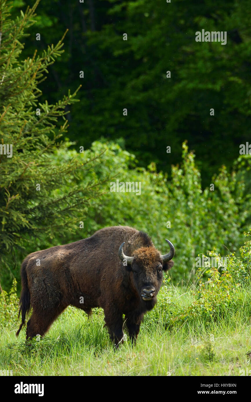 Tarcu mountains bison hi-res stock photography and images - Alamy