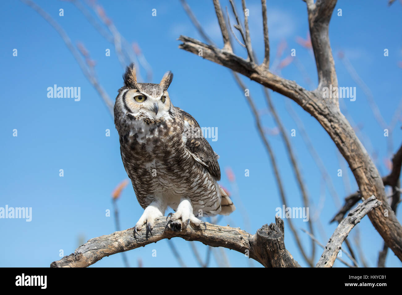 Great horned owl in a tree Stock Photo - Alamy