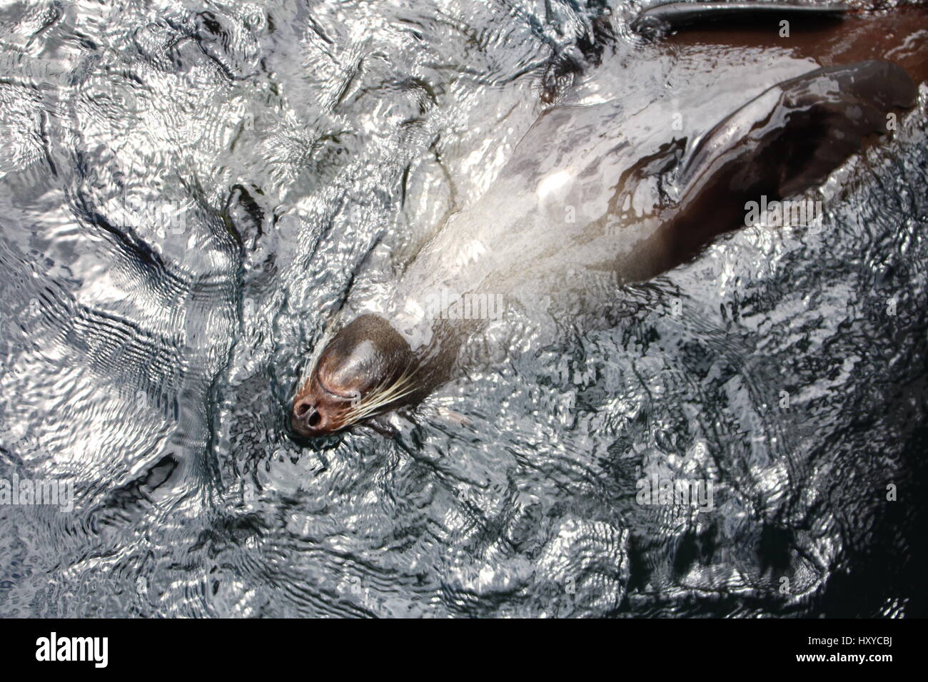 Living Coasts, Torquay is a coastal zoo and aquarium home to various ...