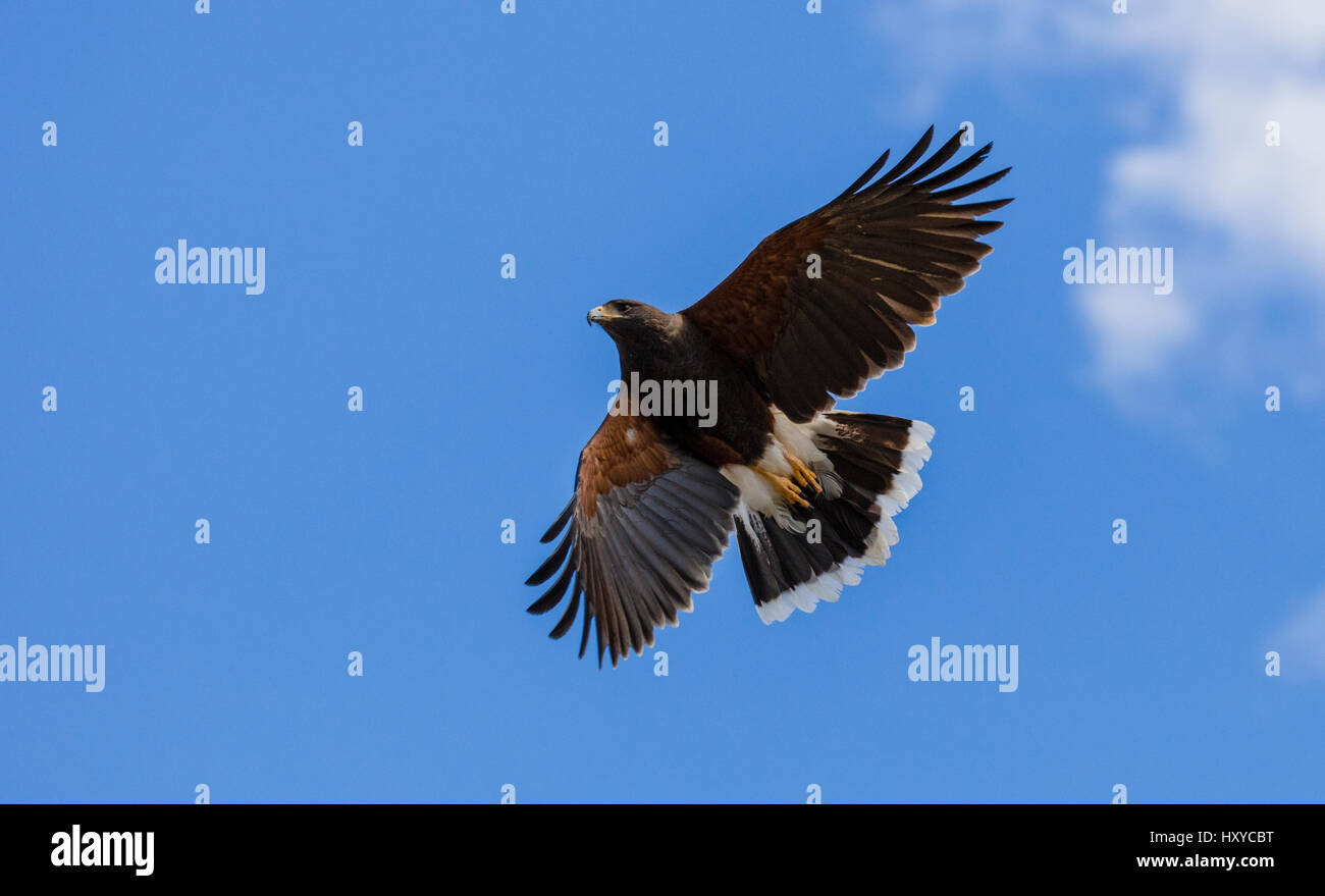 Hawk soaring in the sky Stock Photo - Alamy