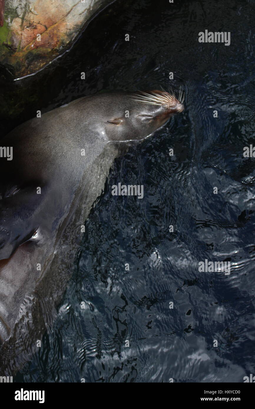 Living Coasts, Torquay is a coastal zoo and aquarium home to various ...