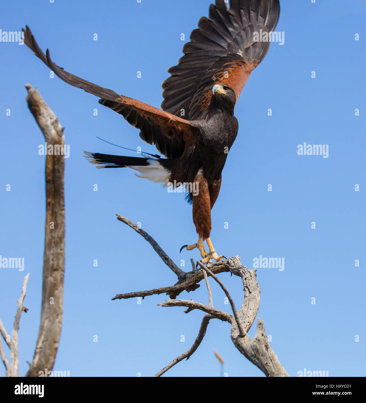 Hawk landing on a branch Stock Photo - Alamy