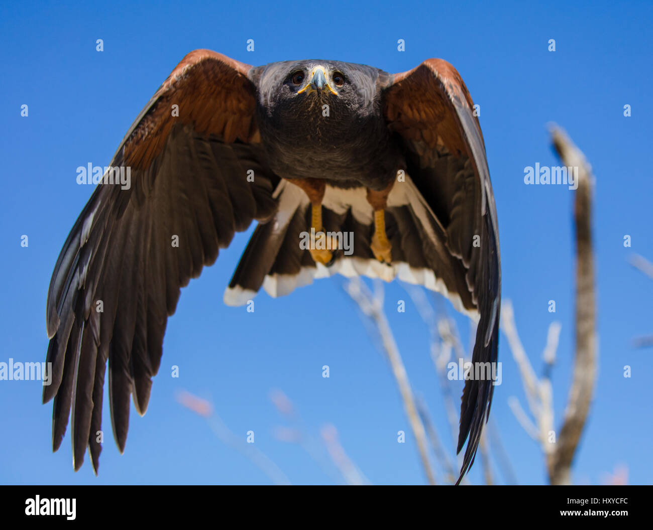 Hawk taking off in flight Stock Photo - Alamy