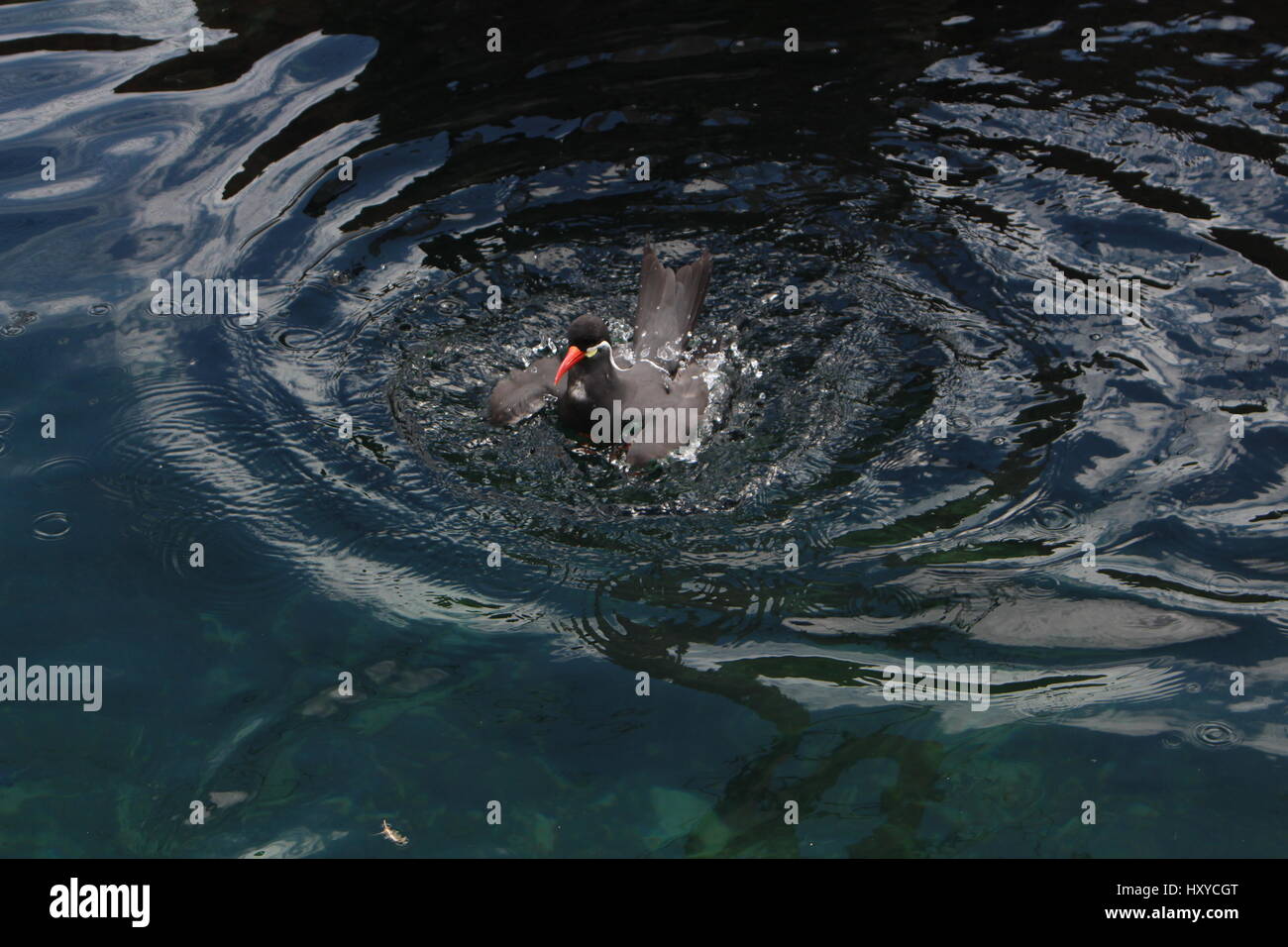 Living Coasts, Torquay is a coastal zoo and aquarium home to various ...