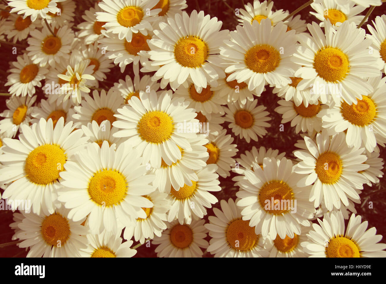 Vintage Daisies Background Vintage Floral Background Free Stock Photo