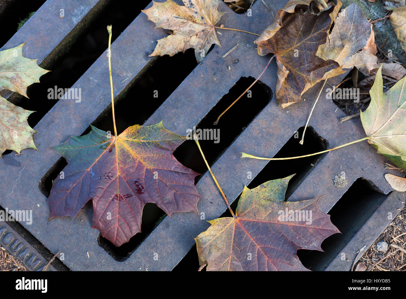 leaves on drain cover running diagonally Stock Photo - Alamy