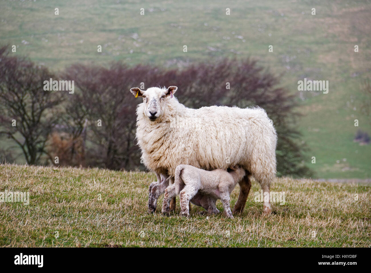 A sheep feeding her twin lambs Stock Photo - Alamy