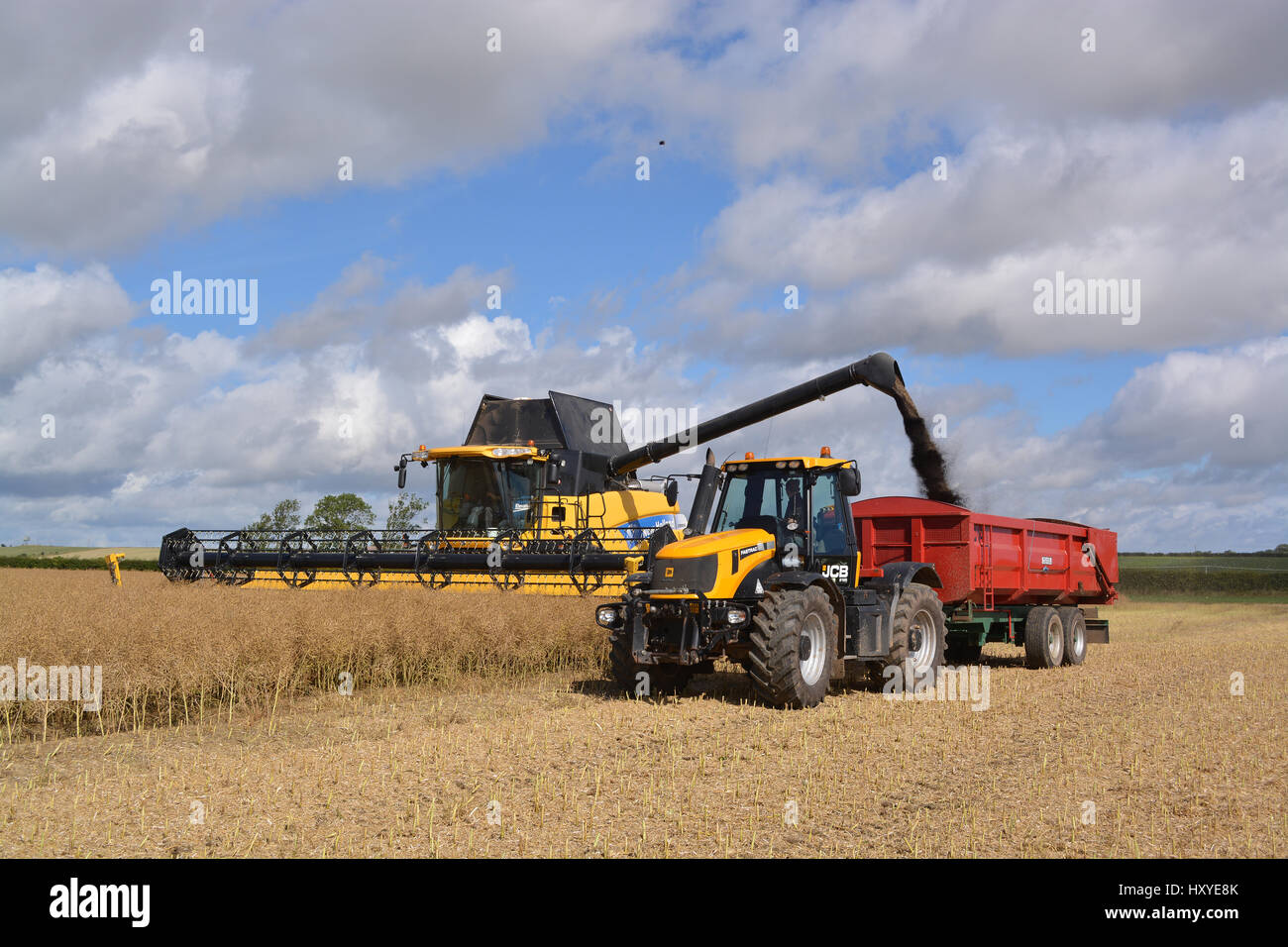 Oilseed hi-res stock photography and images - Alamy