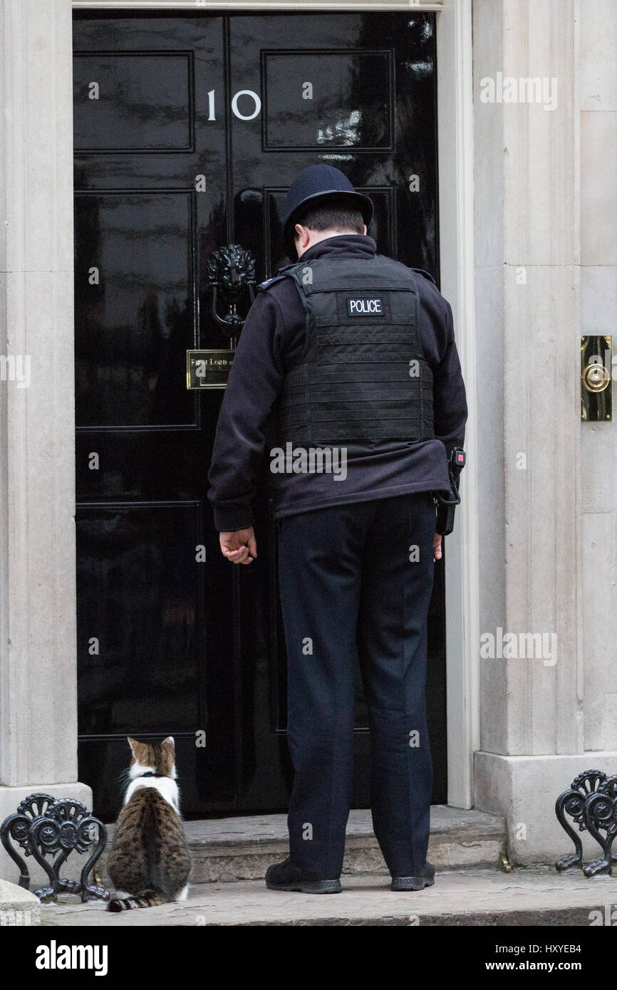 Chief mouser to the cabinet office larry the cat, in downing street ...