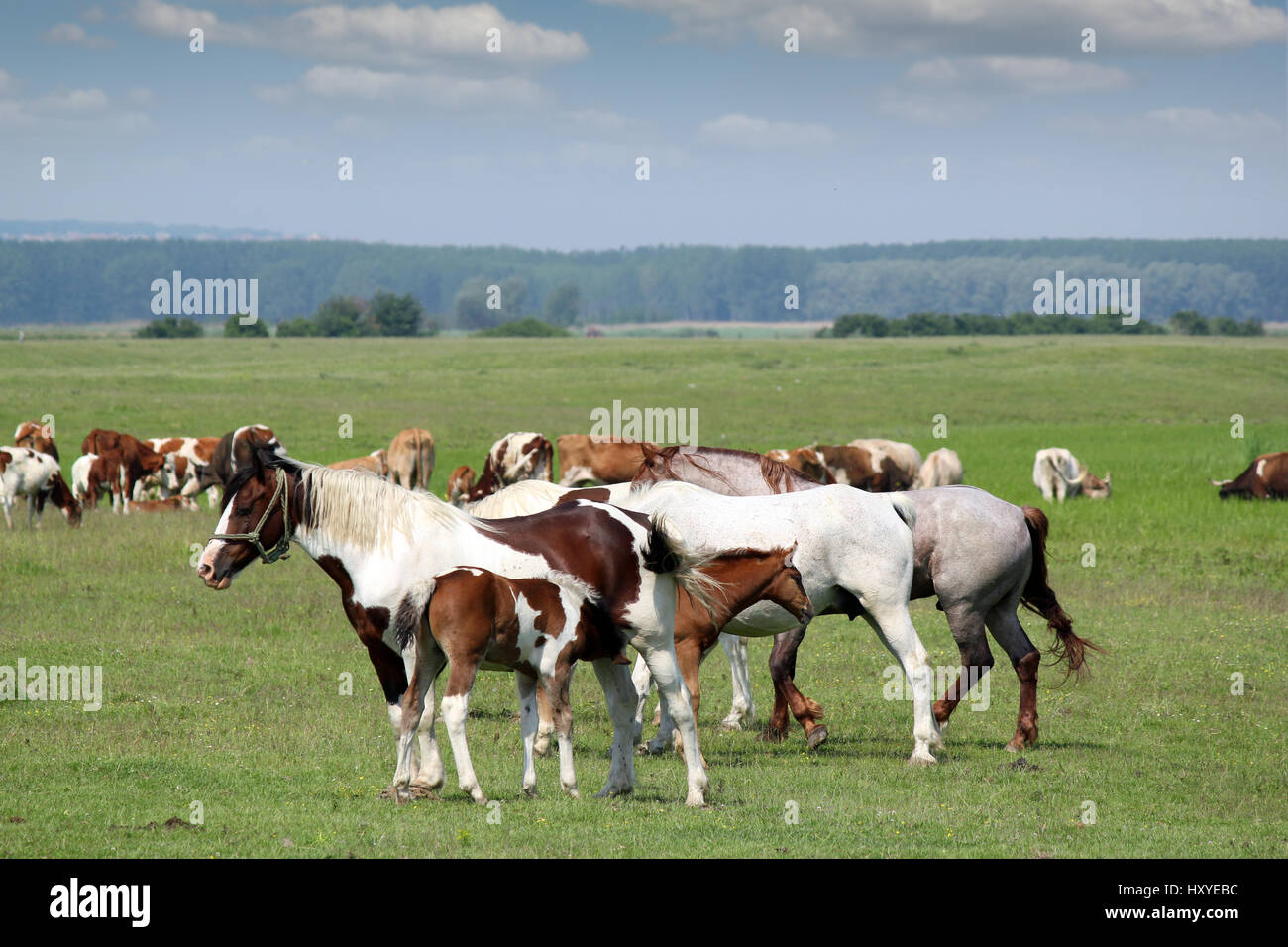 Mare udder hi-res stock photography and images - Alamy