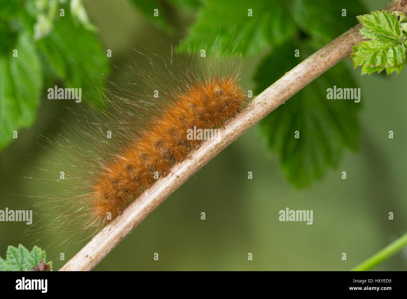 Matronula moth hi-res stock photography and images - Alamy