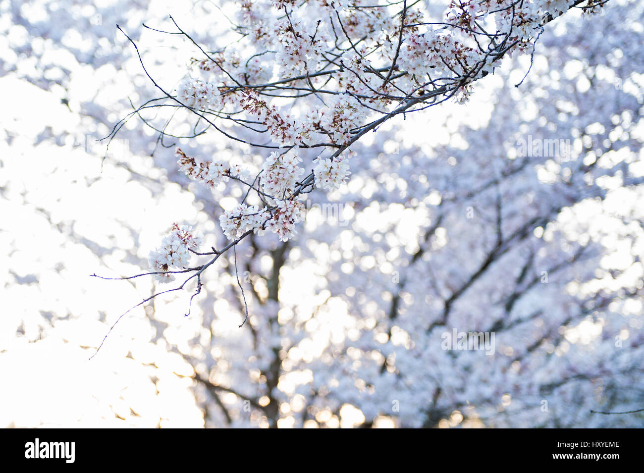 Light bloom hi-res stock photography and images - Alamy