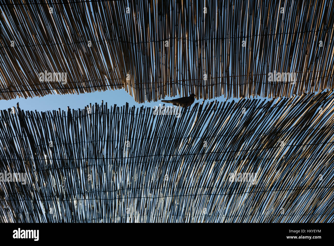 A bird seen through reed slats in Khiva, northern Uzbekistan Stock ...