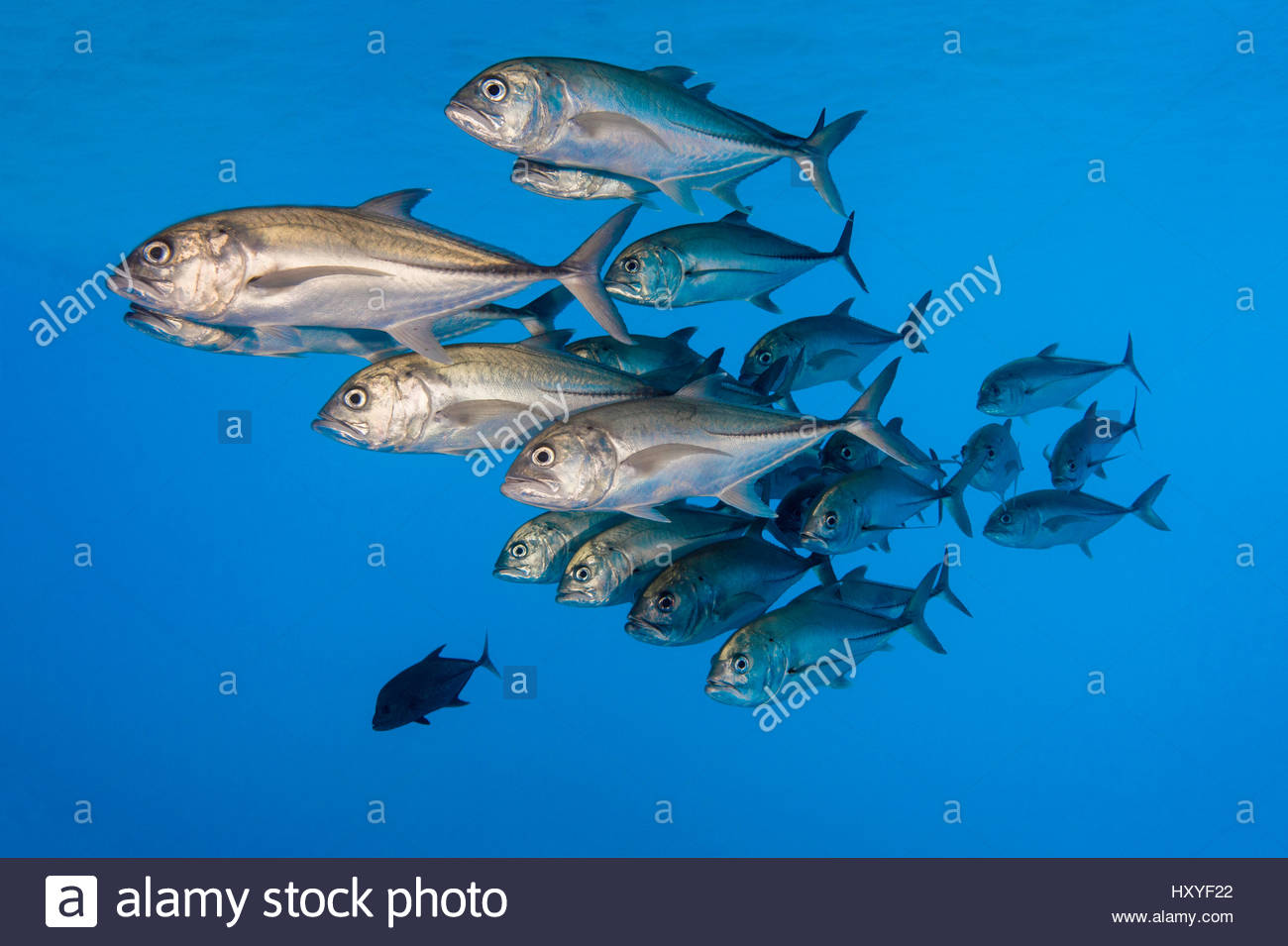 Bigeye Trevally Jack fish and a single Black Jack schooling in the ...