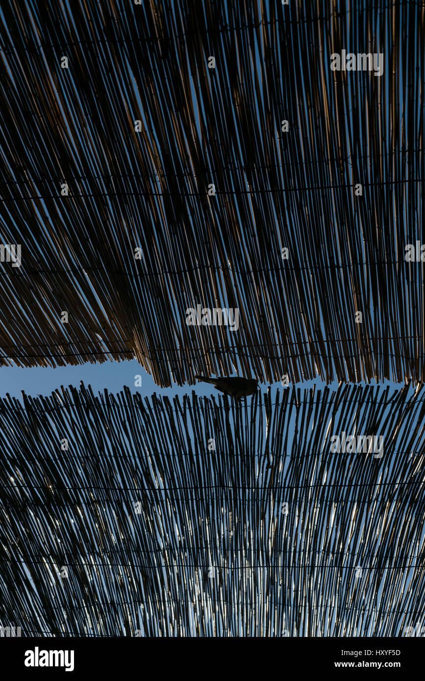 A bird seen through reed slats in Khiva, northern Uzbekistan Stock ...