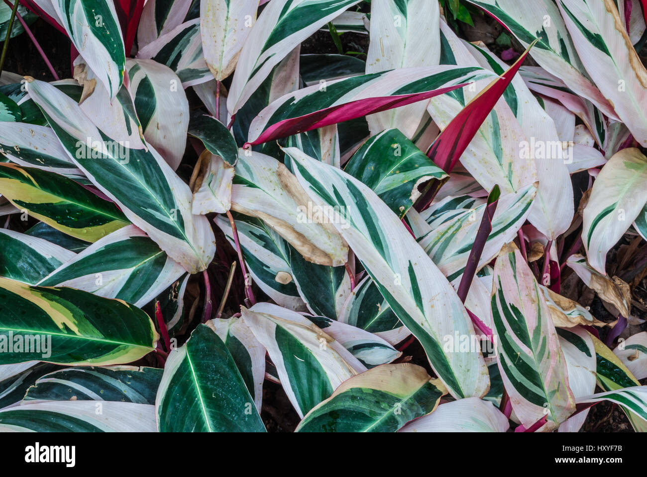 Closeup to Never Never Plant/ Clenanthe Oppenheimiana (E.Morren ...