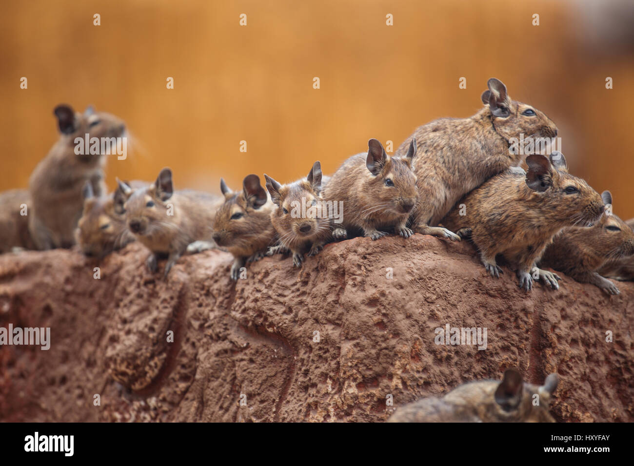rodent degu walk with his fellow Stock Photo - Alamy