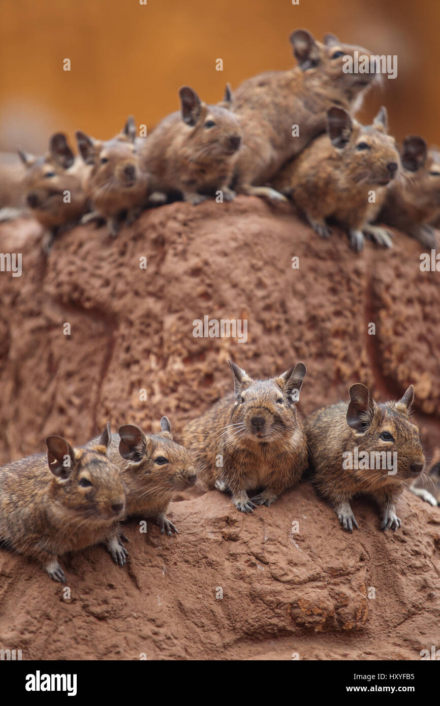 rodent degu walk with his fellow Stock Photo - Alamy