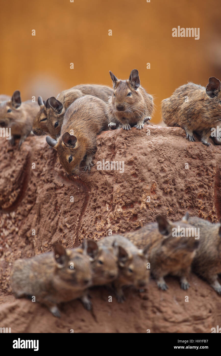 rodent degu walk with his fellow Stock Photo - Alamy