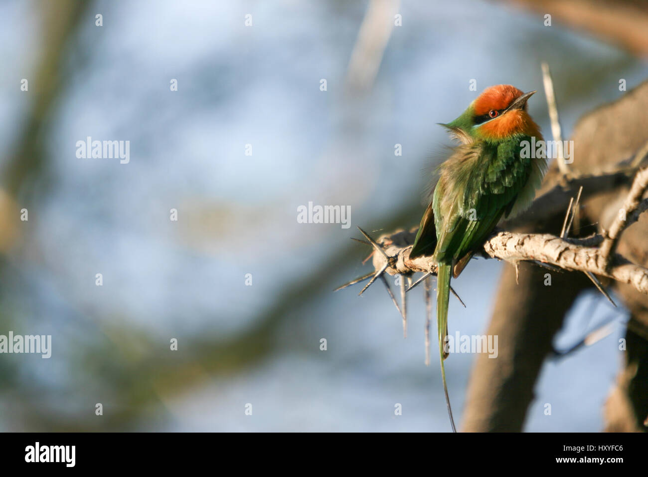 Feathered bee hi-res stock photography and images - Alamy