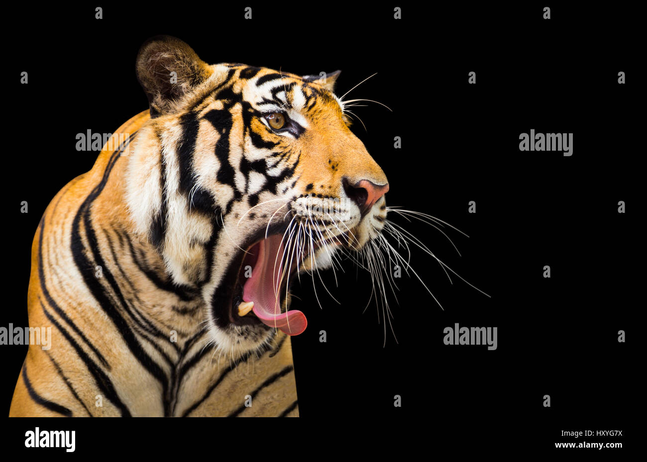 Siberian Tiger Face Roar
