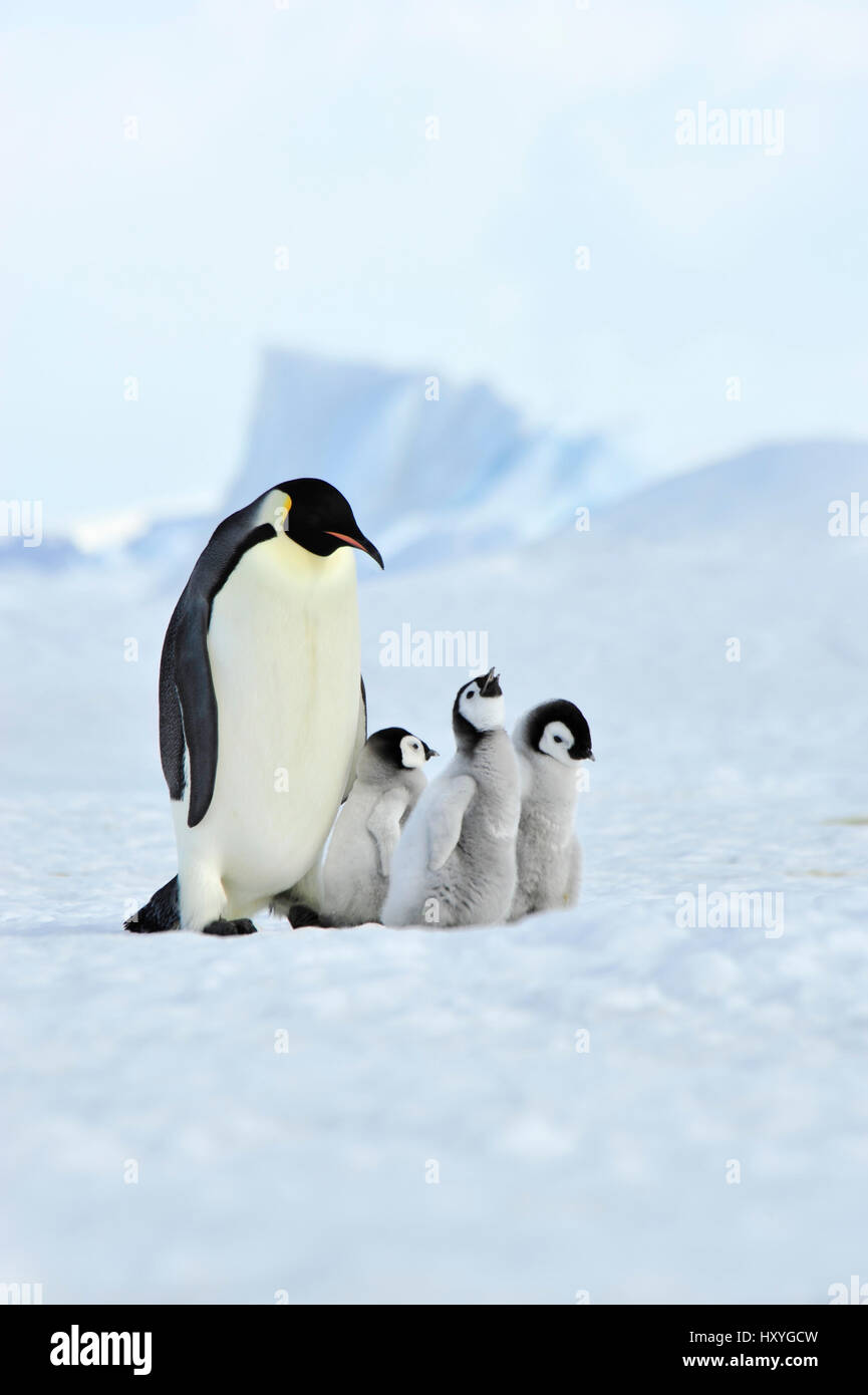 Emperor Penguins with chick Stock Photo - Alamy