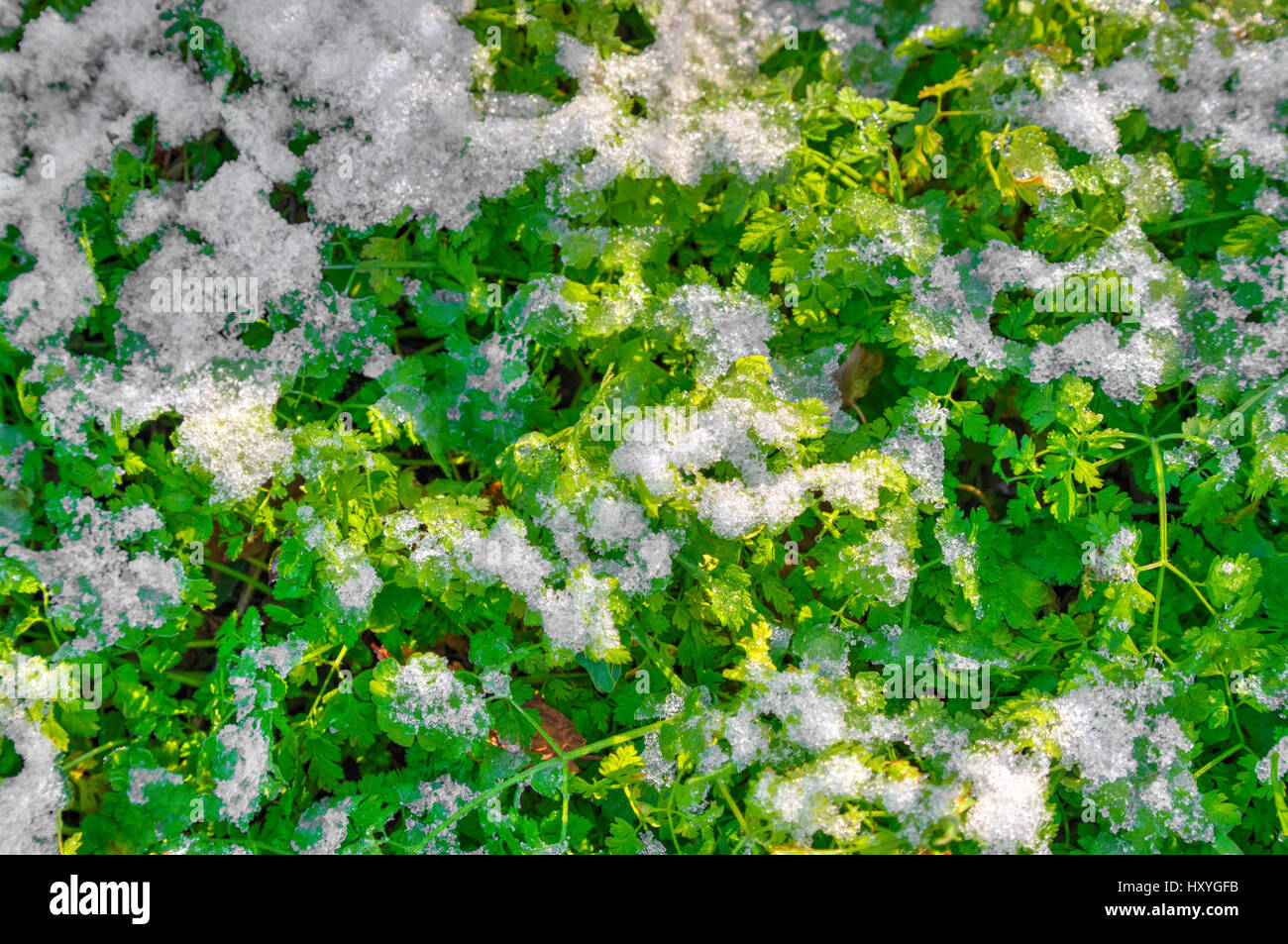 Snow and green flora background Stock Photo - Alamy