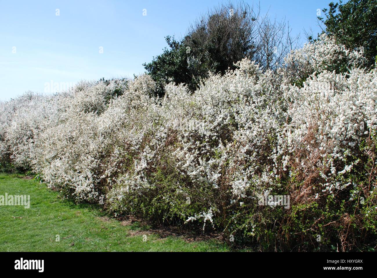 Hawthorn hedge hi-res stock photography and images - Alamy