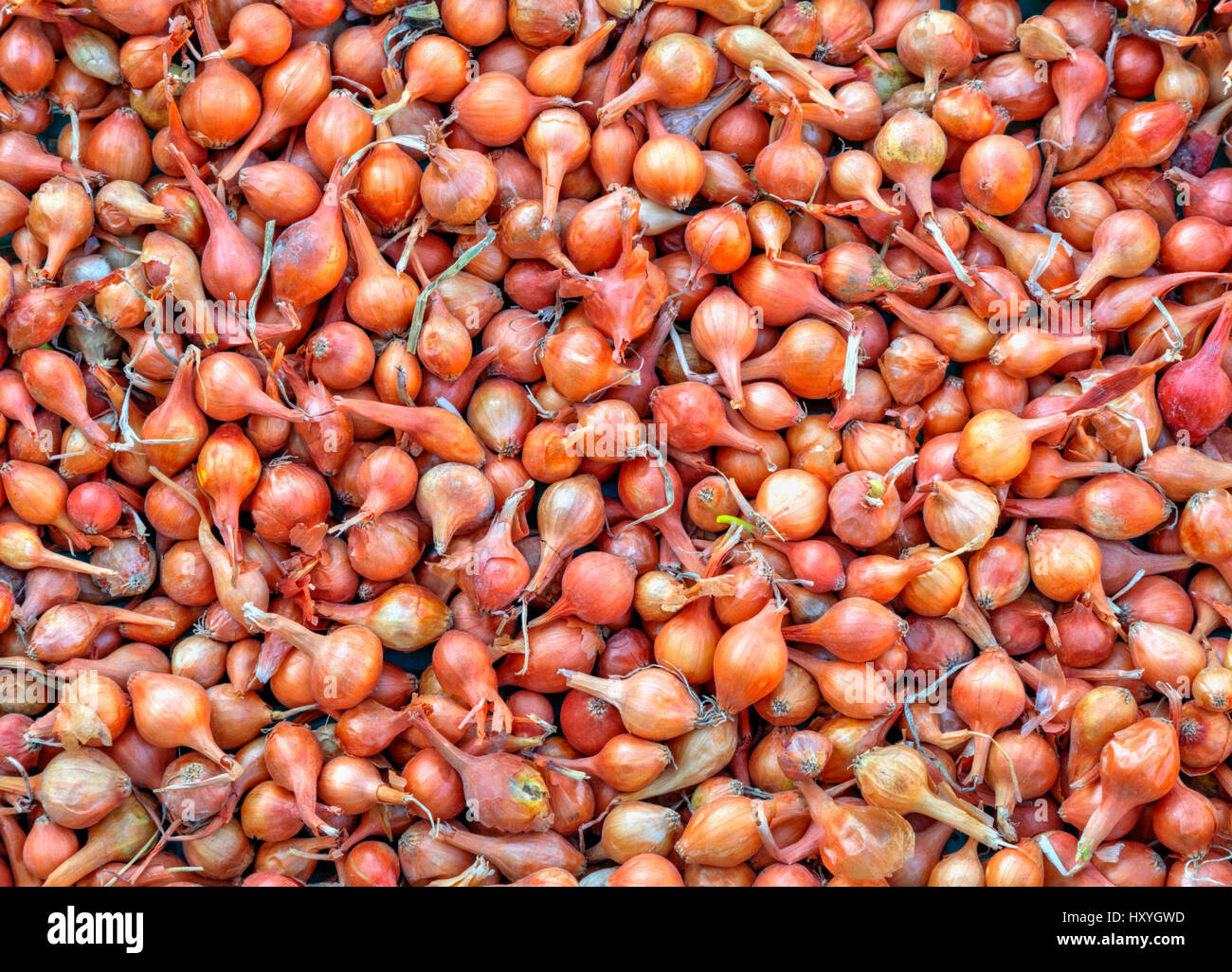 Colorful onion background Stock Photo - Alamy