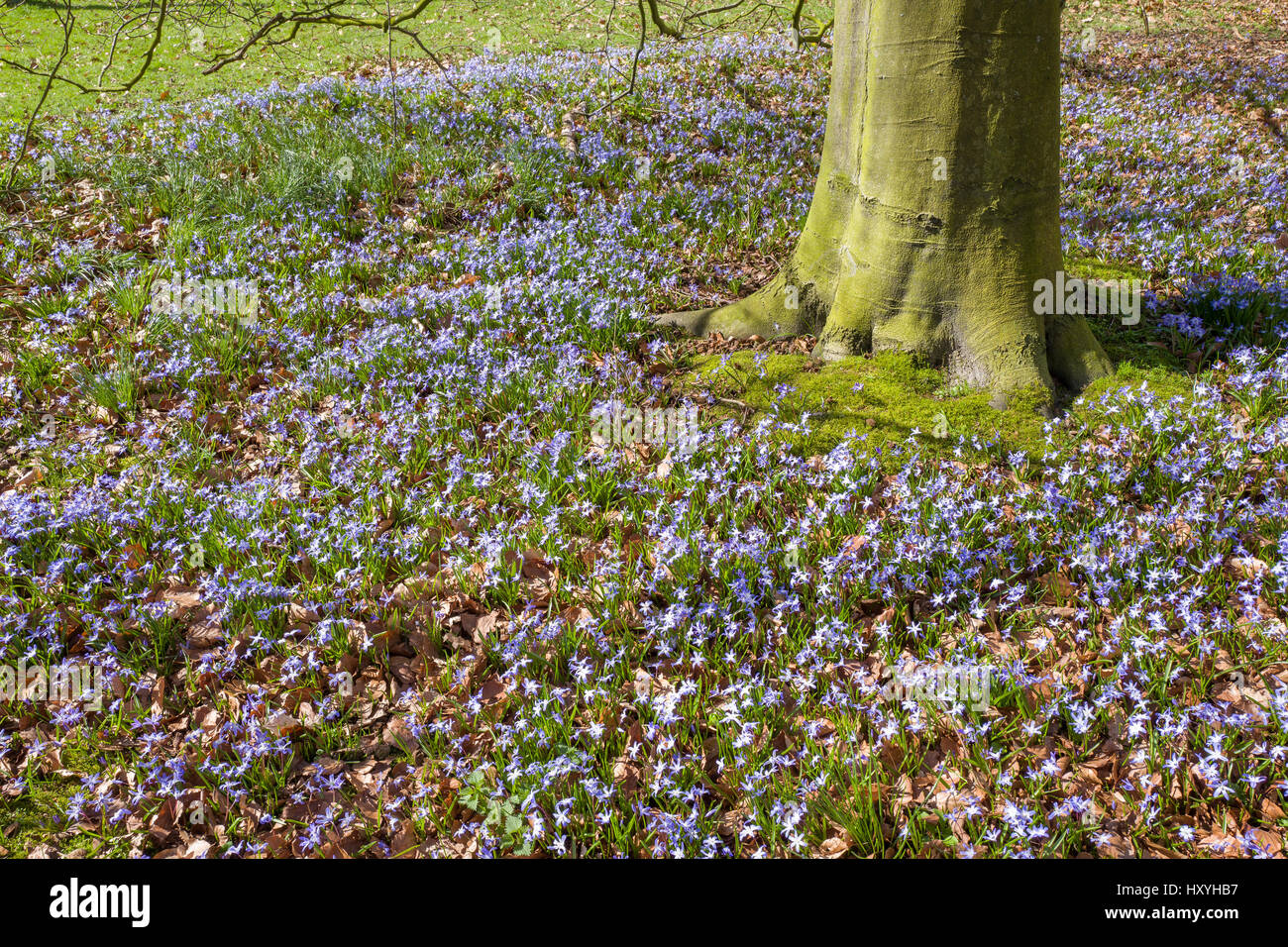 Bulbous Trunk High Resolution Stock Photography and Images - Alamy