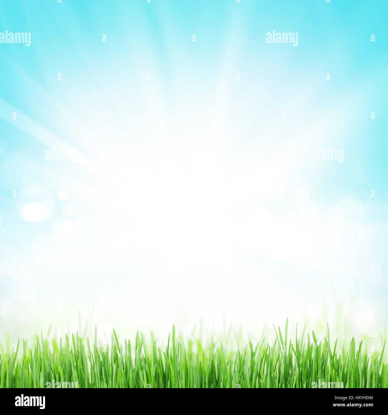 Abstract sunny spring background with grass and chamomile flowers Stock ...