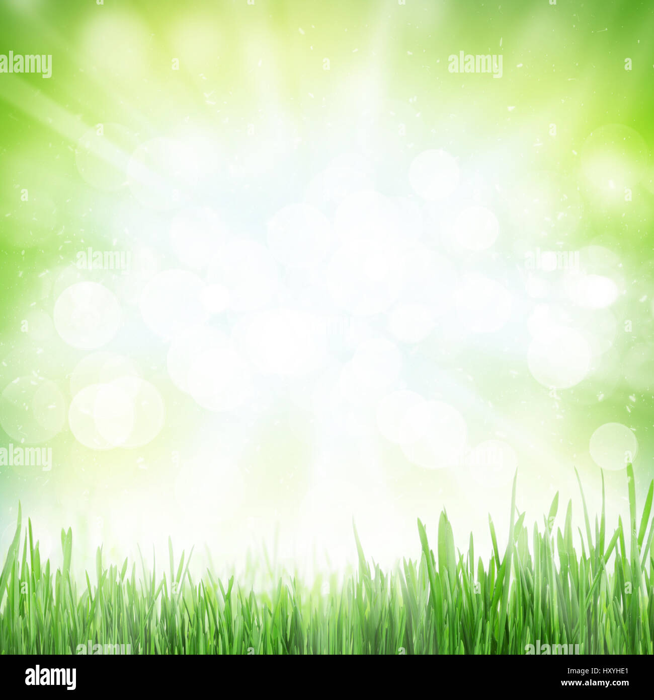 Abstract sunny spring background with grass and chamomile flowers Stock ...