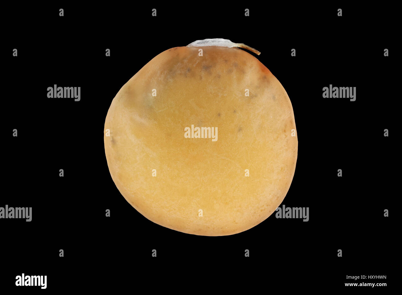 Lens culinaris lentil hi-res stock photography and images - Alamy