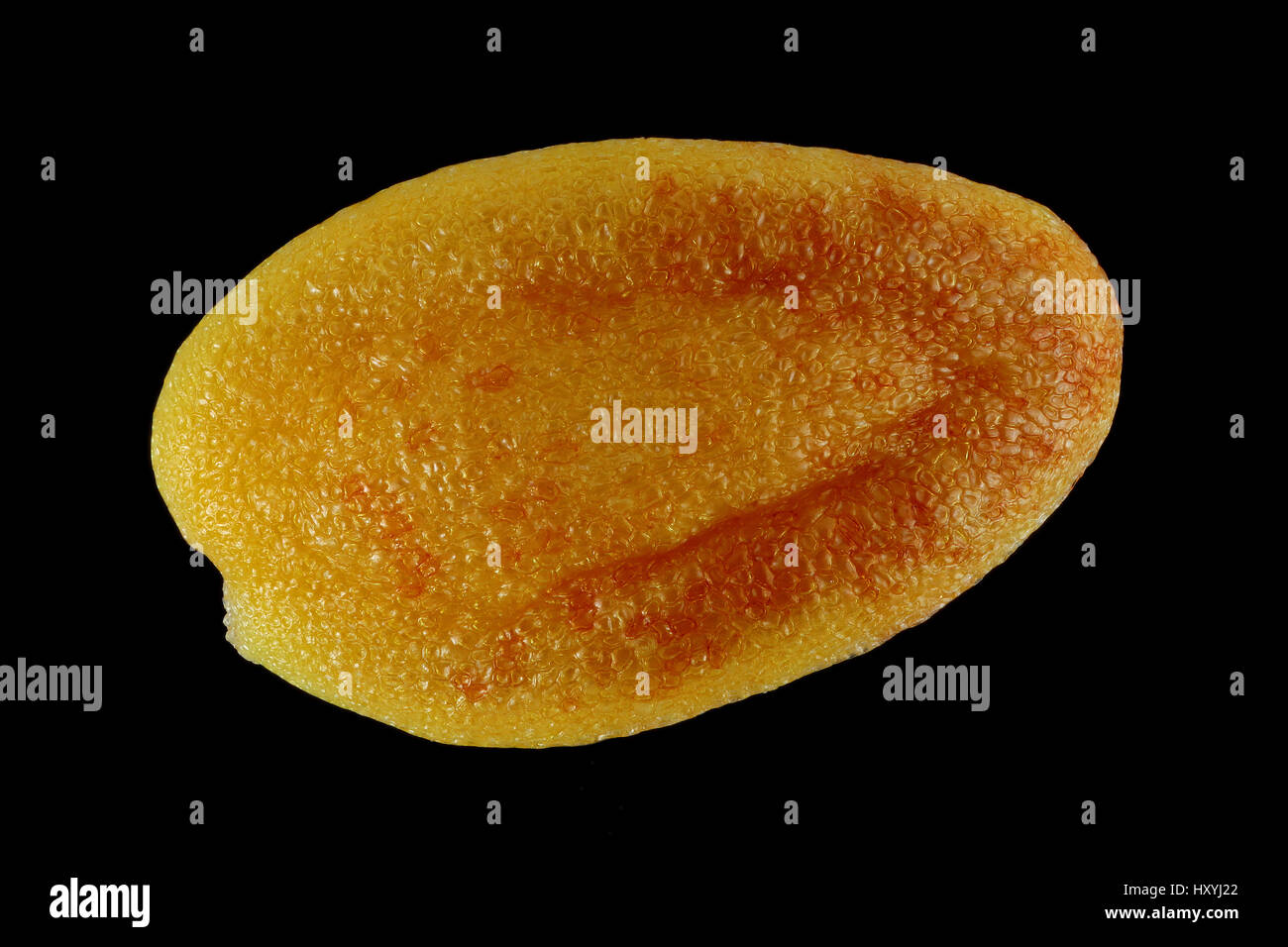 Honeysuckle seed hi-res stock photography and images - Alamy