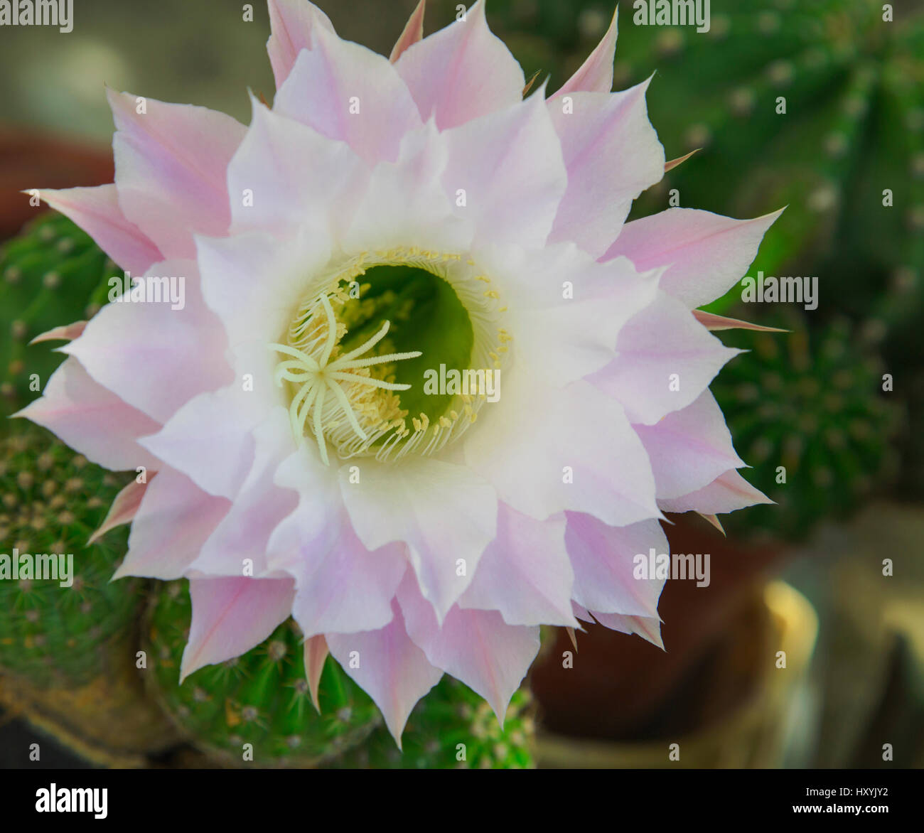 Beautiful cactus flower Selenicereus grandiflorus Stock Photo - Alamy