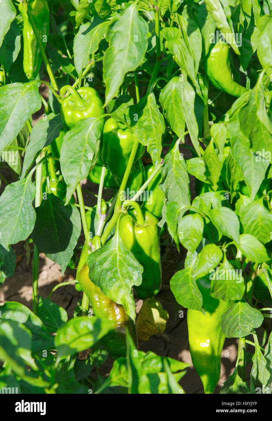 Fresh pepper plant closeup Stock Photo - Alamy