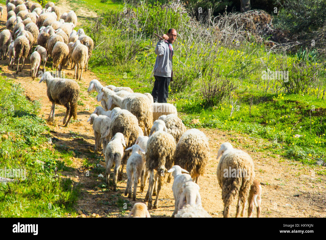 A sheepherder and his flock, near Tipaza, Algeria Stock Photo - Alamy