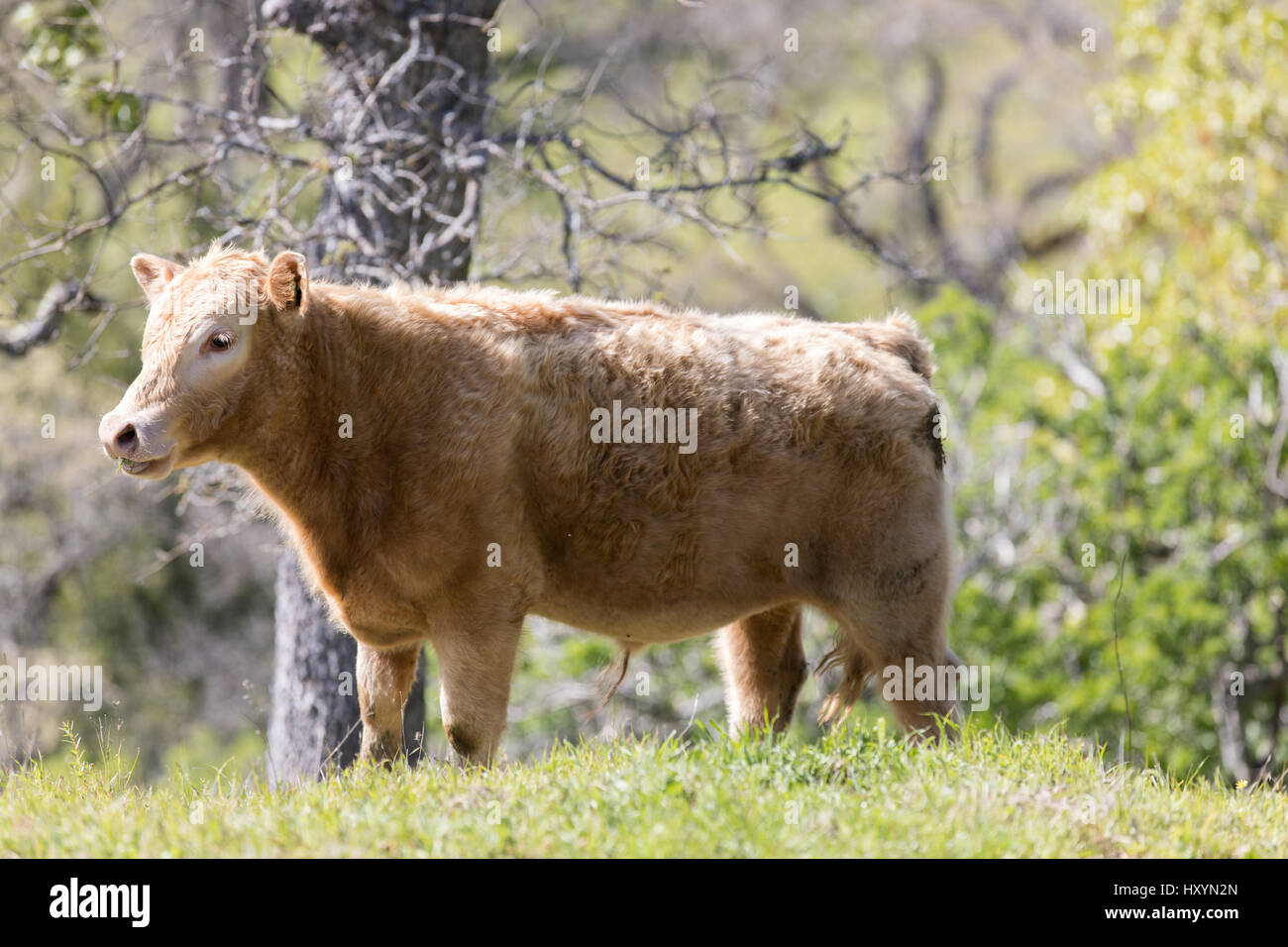 Grazing shrubs hi-res stock photography and images - Alamy