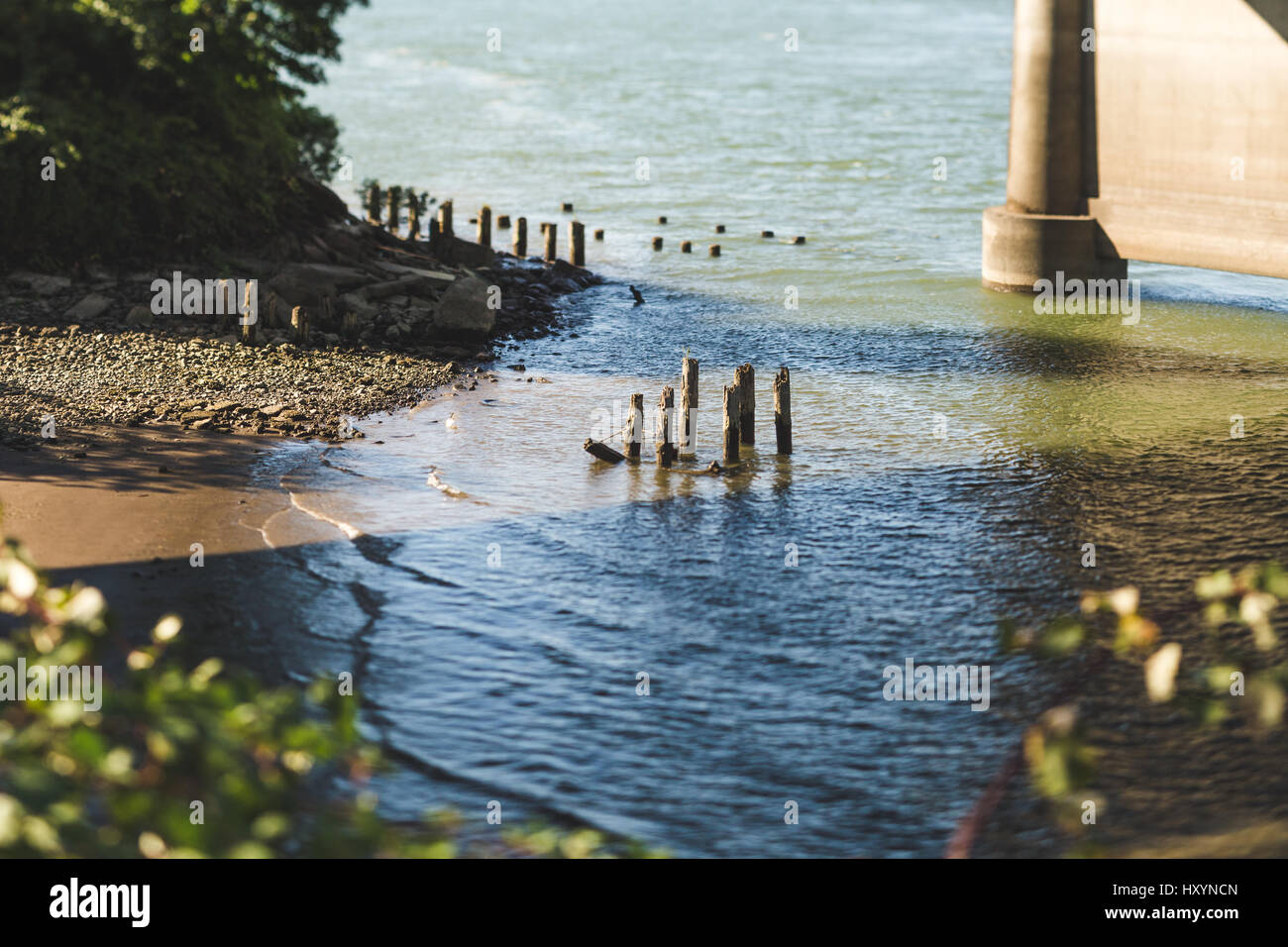 Old stumps hi-res stock photography and images - Alamy