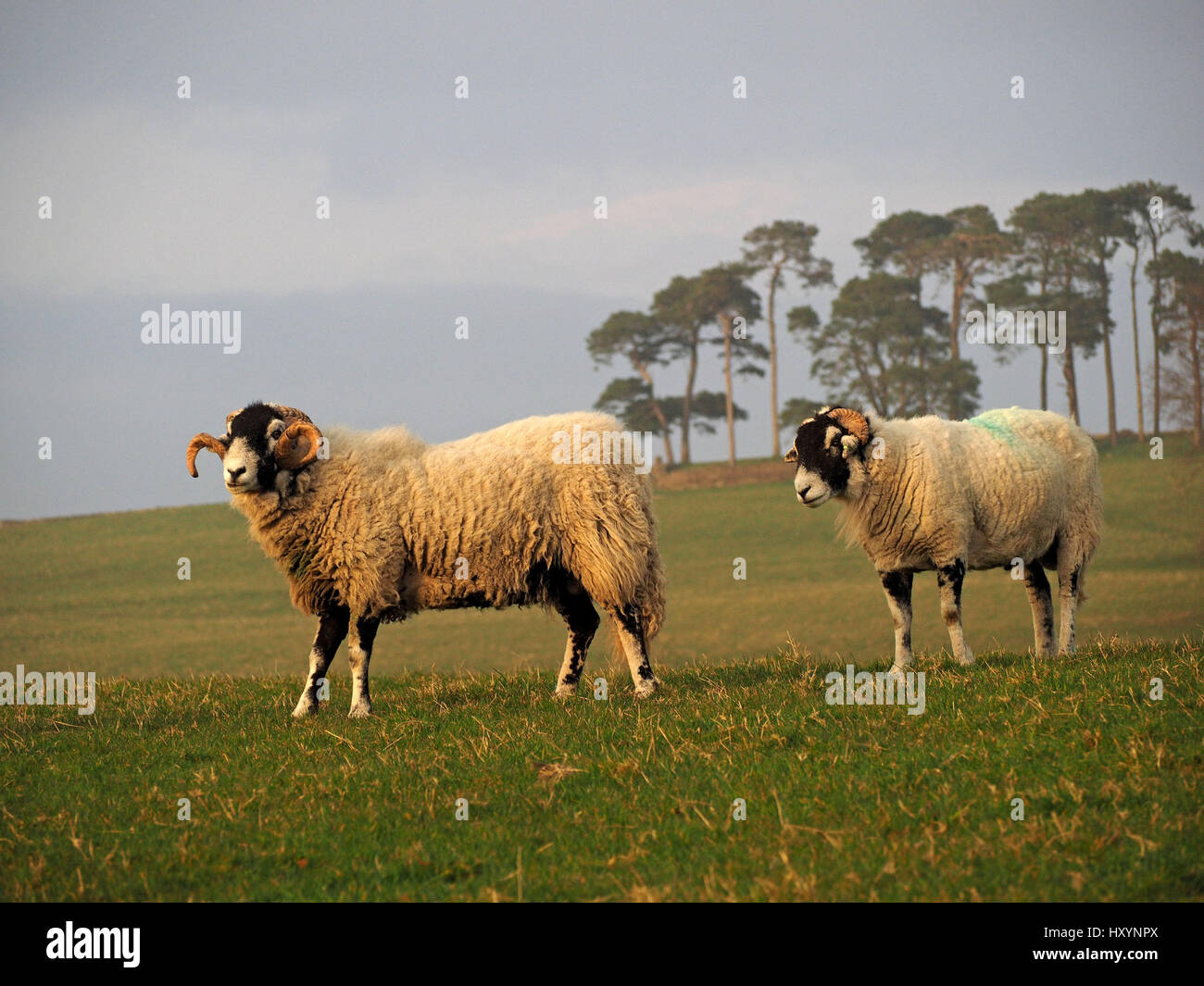 Swaledale ram or tup with large curly horns on farm in Cumbria with ewe ...